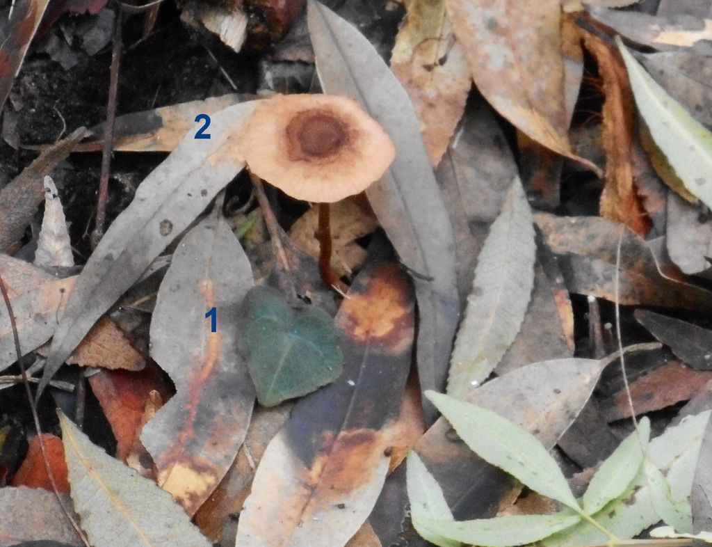 Acianthinae from Eric Mobbs Reserve, Castle Hill, NSW, Australia on ...