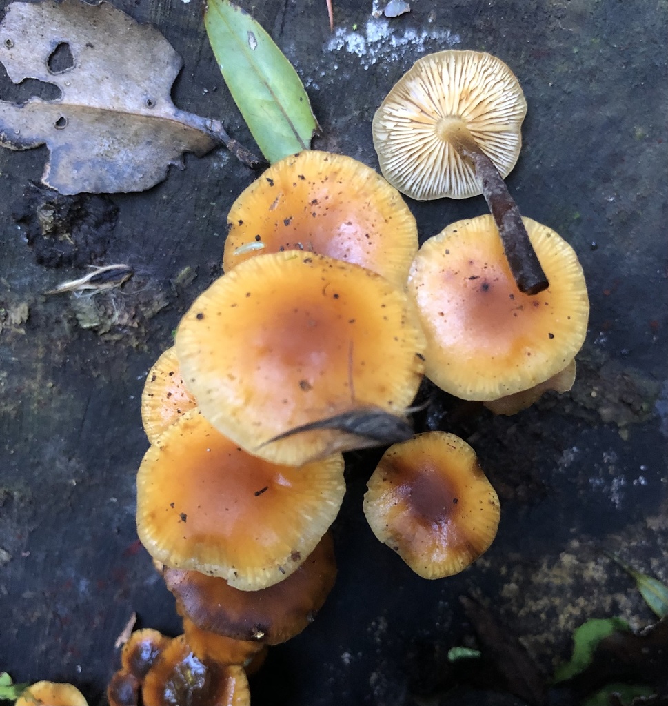 Velvet Foot from Brooklands Park, Brooklands, Taranaki, NZ on June 04 ...