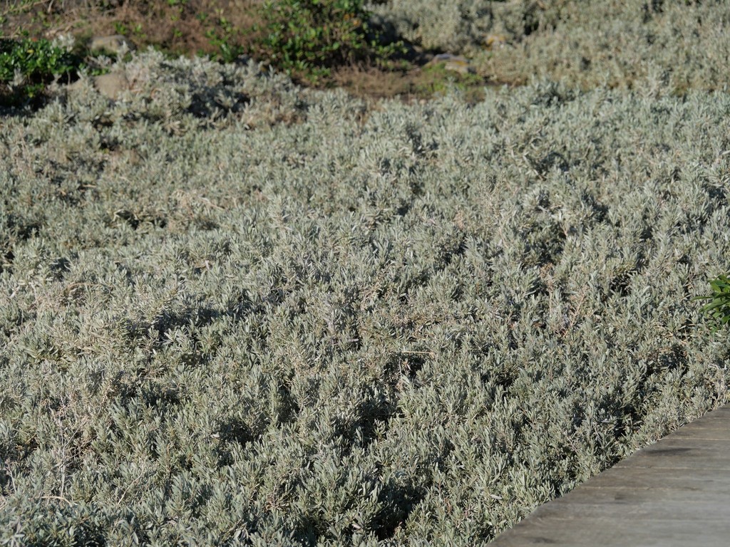 Grey Saltbush in June 2022 by Chris Close · iNaturalist