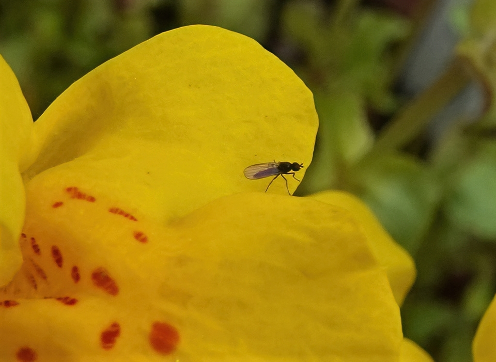 Dance Flies, Long-legged Flies, and Allies from Nanaimo, BC, Canada on ...