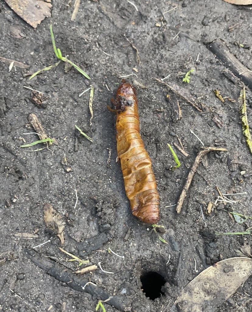 Bardi Moth from Red Hill Ward, Balnarring, VIC, AU on June 04, 2022 at ...