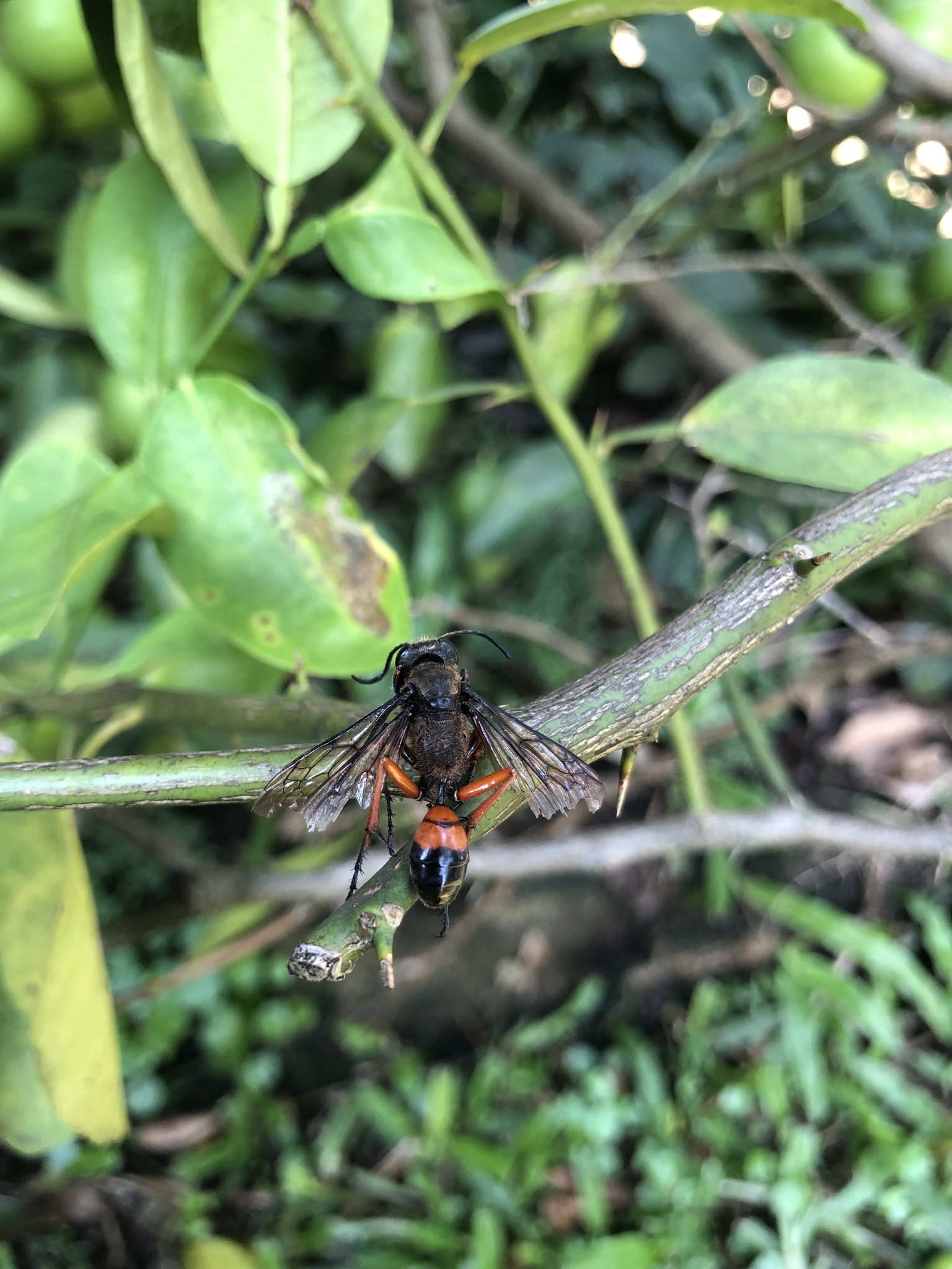 Sphex sericeus (Fabricius, 1804)