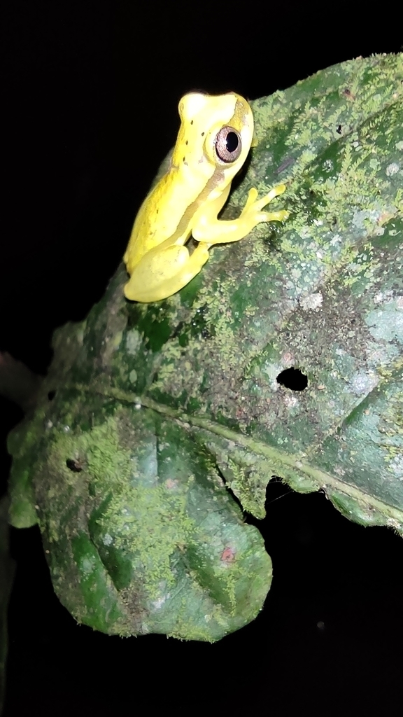 Red-skirted Tree Frog from Tarapoto, Perú on June 3, 2022 at 10:13 PM ...