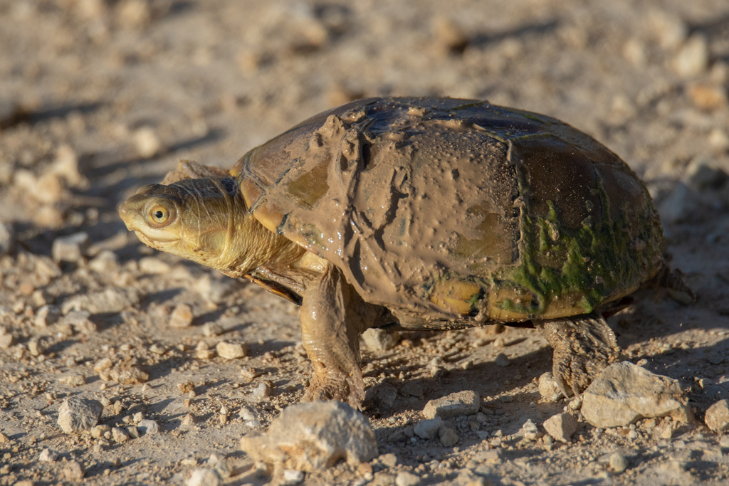Yellow Mud Turtle from King County, TX, USA on May 26, 2022 at 07:07 PM ...