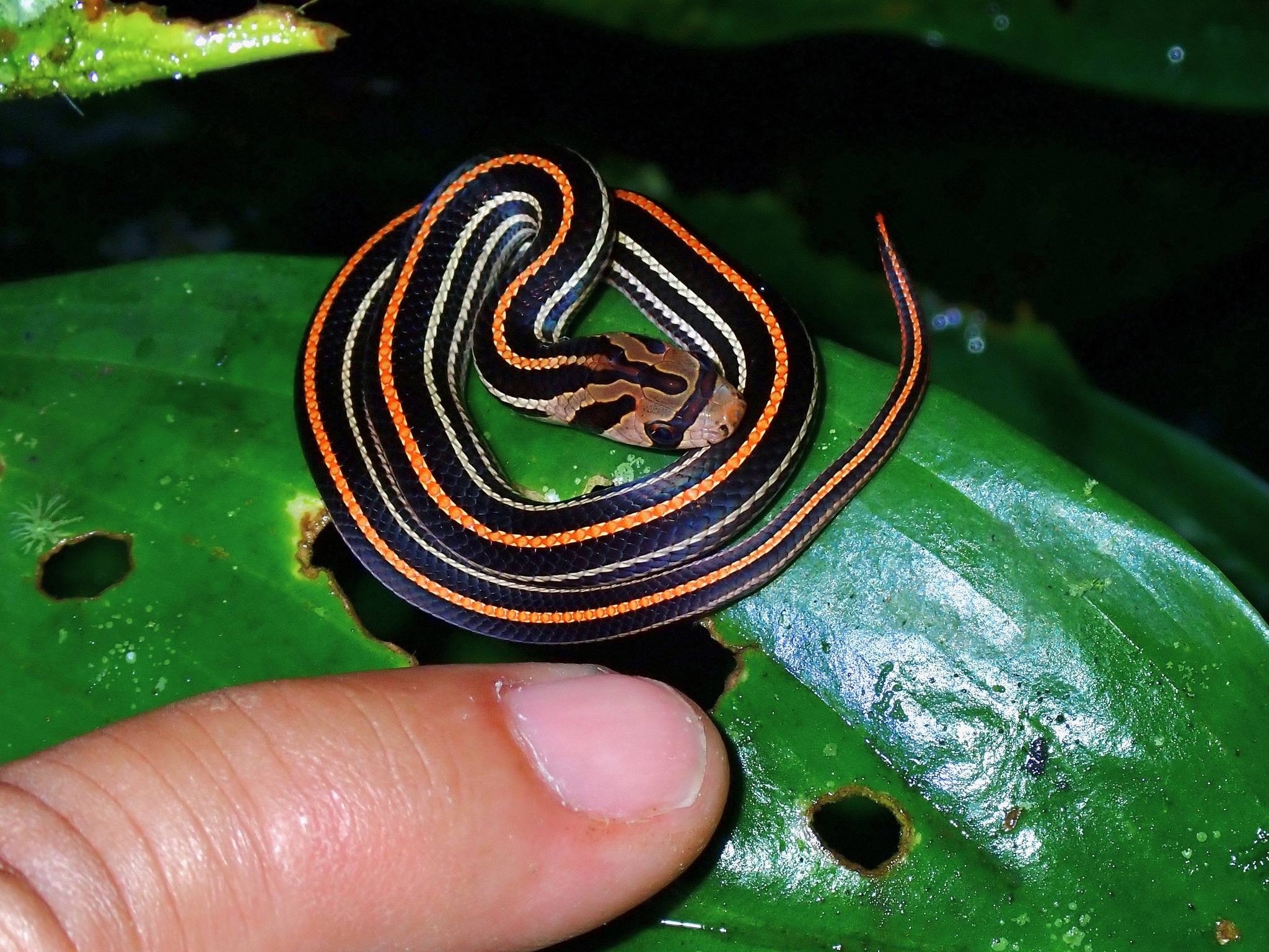 Oligodon octolineatus (Schneider, 1801)