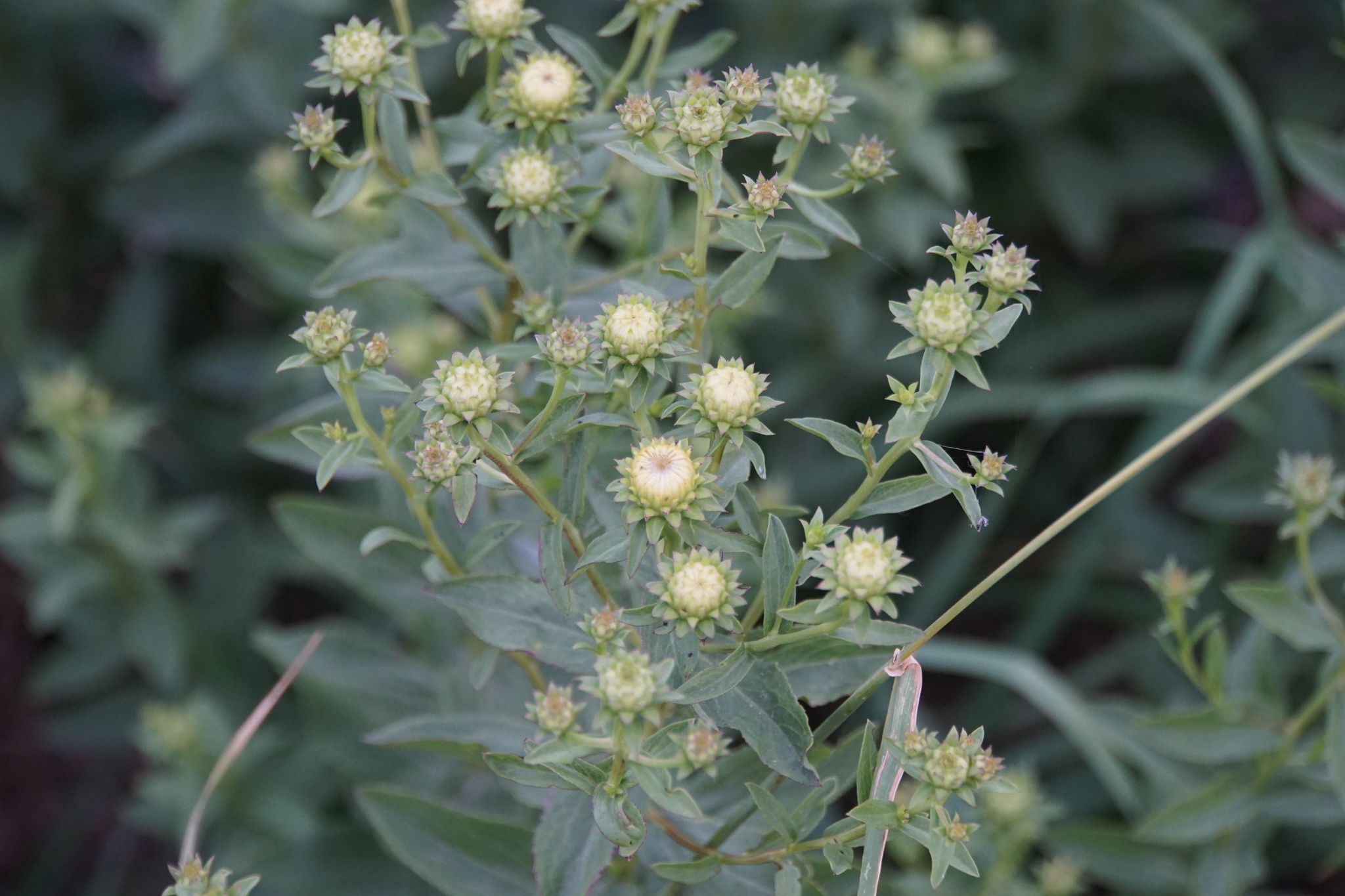 Pentanema spiraeifolium (L.) D.Gut.Larr., Santos-Vicente, Anderb., E ...