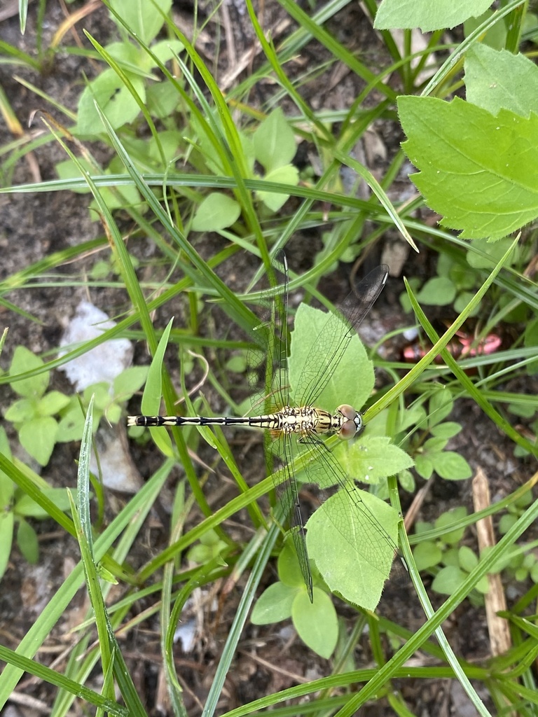 Chalky Percher from ปน. 2045, Amphoe Yaring, Pattani, TH on June 2 ...