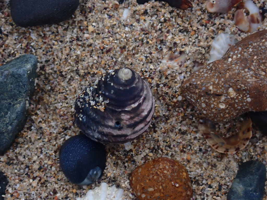 Southern ribbed top snail from Ulladulla NSW 2539, Australia on May 28 ...
