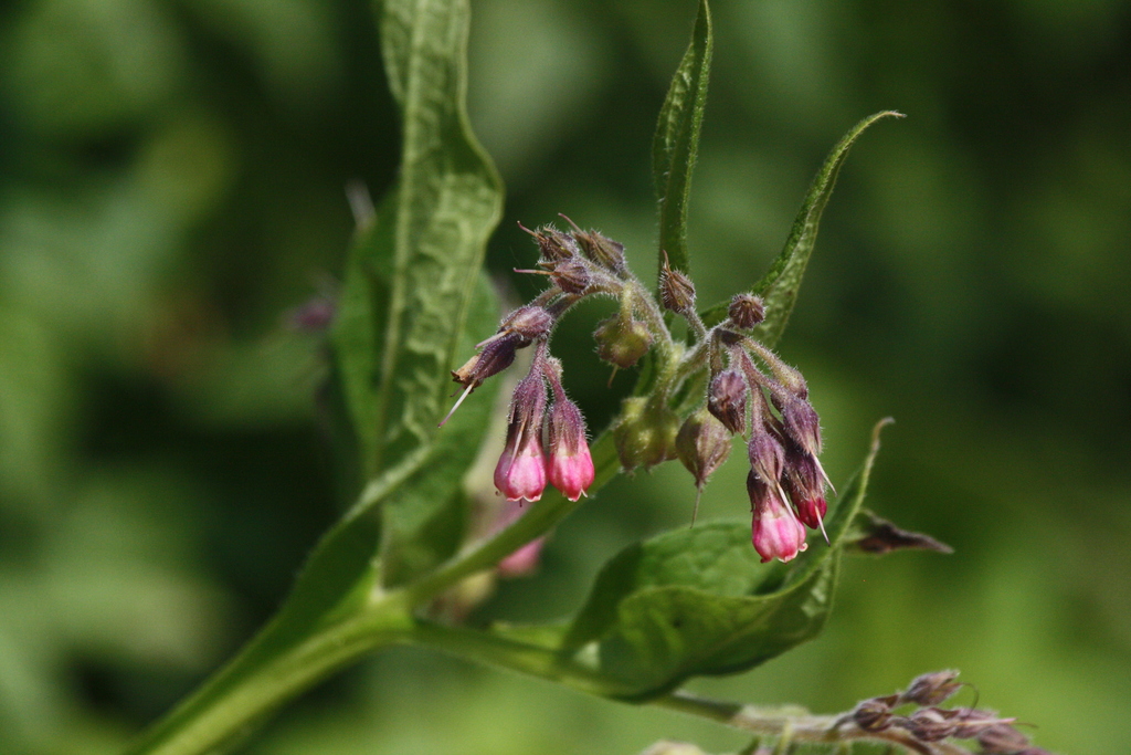 Comfrey (Boraginaceae (Borage) of the Pacific Northwest) · iNaturalist