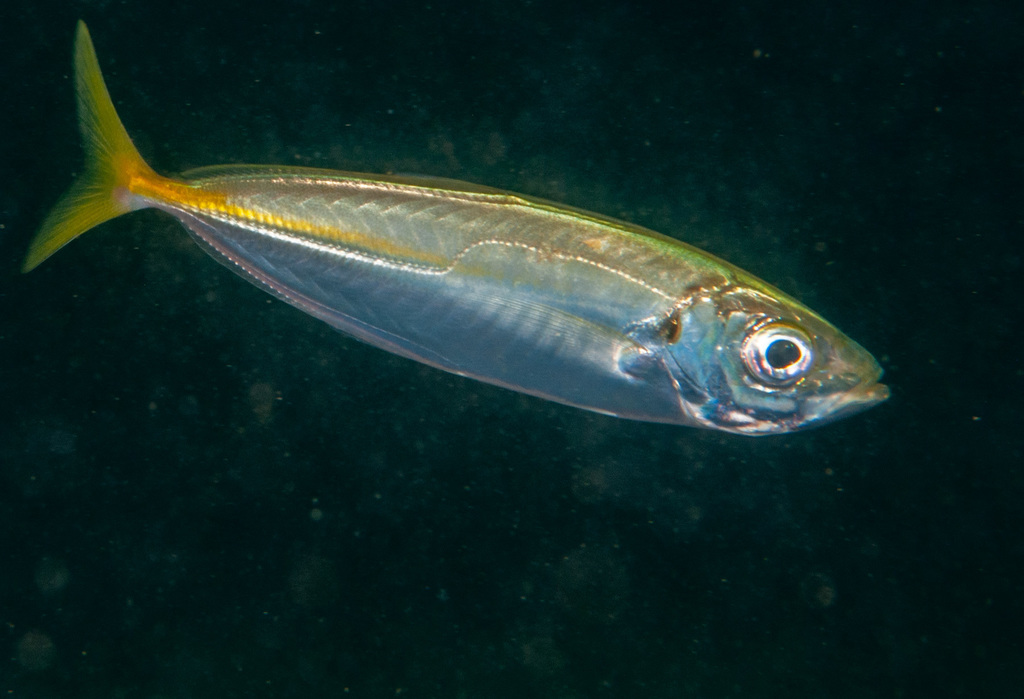 Yellowtail Scad from "Middle Head, Sydney Harbour, Australia" on April ...