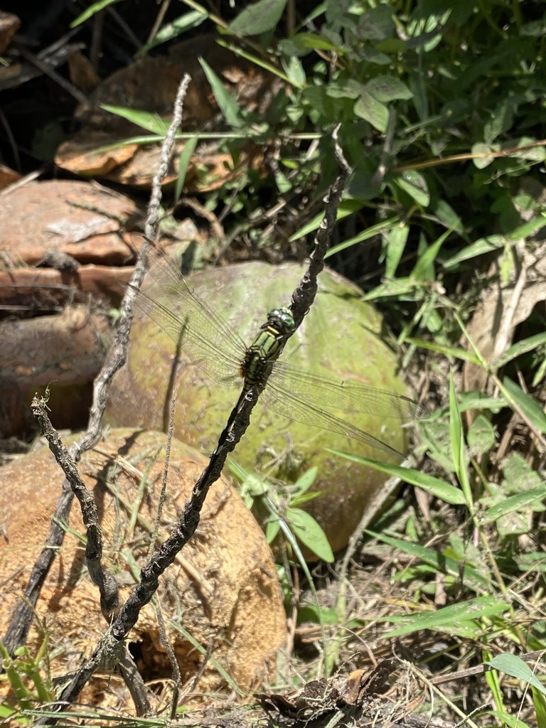 Slender Skimmer from ปน. 2045, Amphoe Yaring, Pattani, TH on June 2 ...