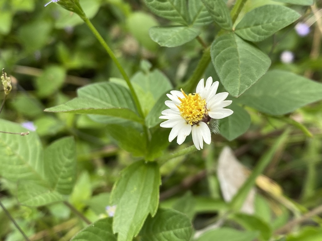 Tridax daisy from ปน. 2045, Amphoe Yaring, Pattani, TH on June 2, 2022 ...