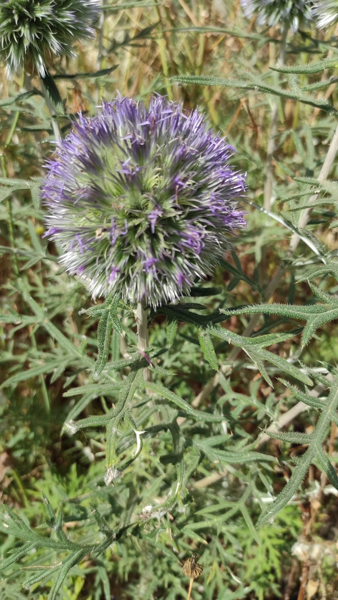 Echinops strigosus L.