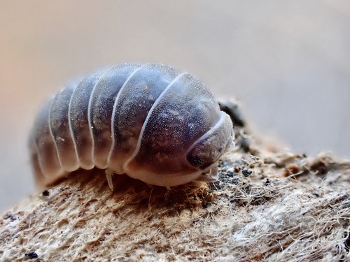 Género Buddelundia · Naturalista Costa Rica