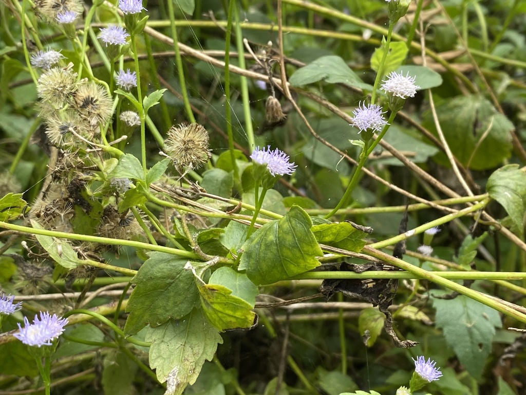 Praxelis from ปน. 2045, Amphoe Yaring, Pattani, TH on June 2, 2022 at ...