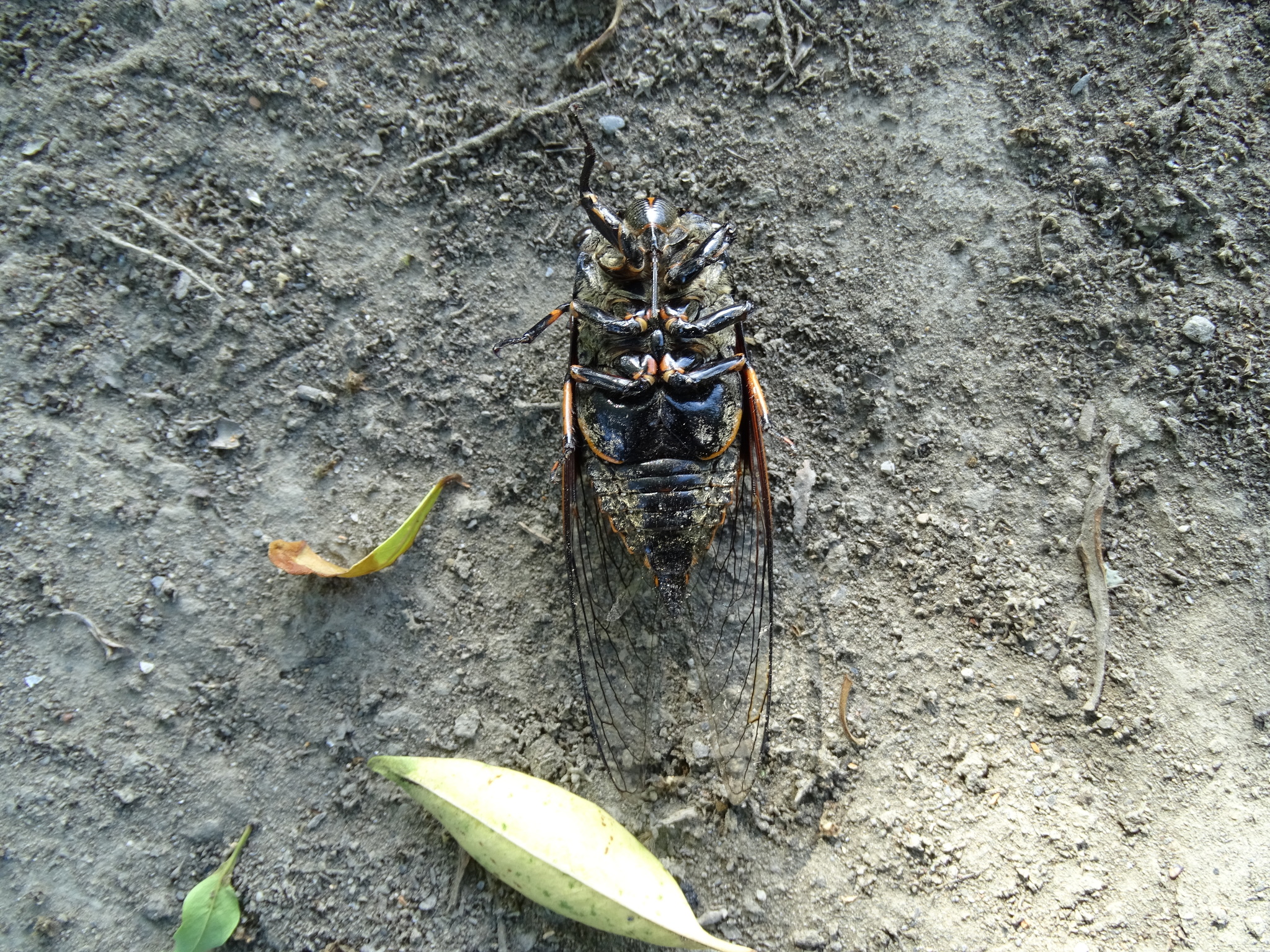 Cryptotympana atrata (Fabricius, 1775)