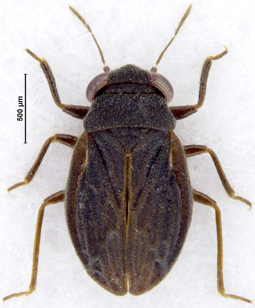 jumping soil bugs from 30 km west of Howick, South Africa on March 12 ...