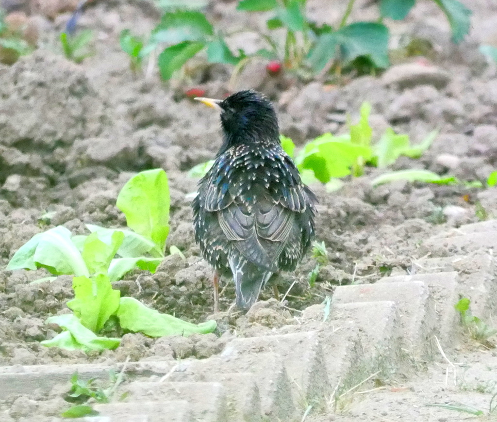 European Starling from Untergrombach, Bruchsal, DE-BW, Germany on May ...