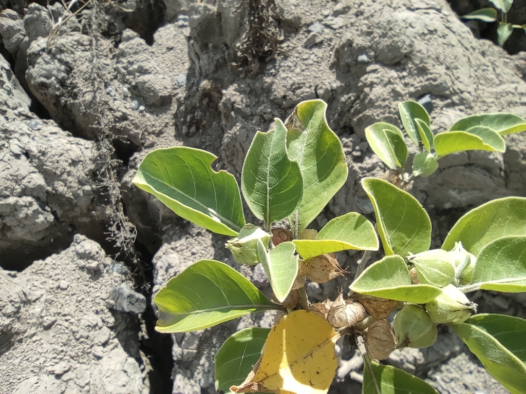 Rennet from ZI, Le Port 97420, La Réunion on June 3, 2022 at 01:31 PM ...