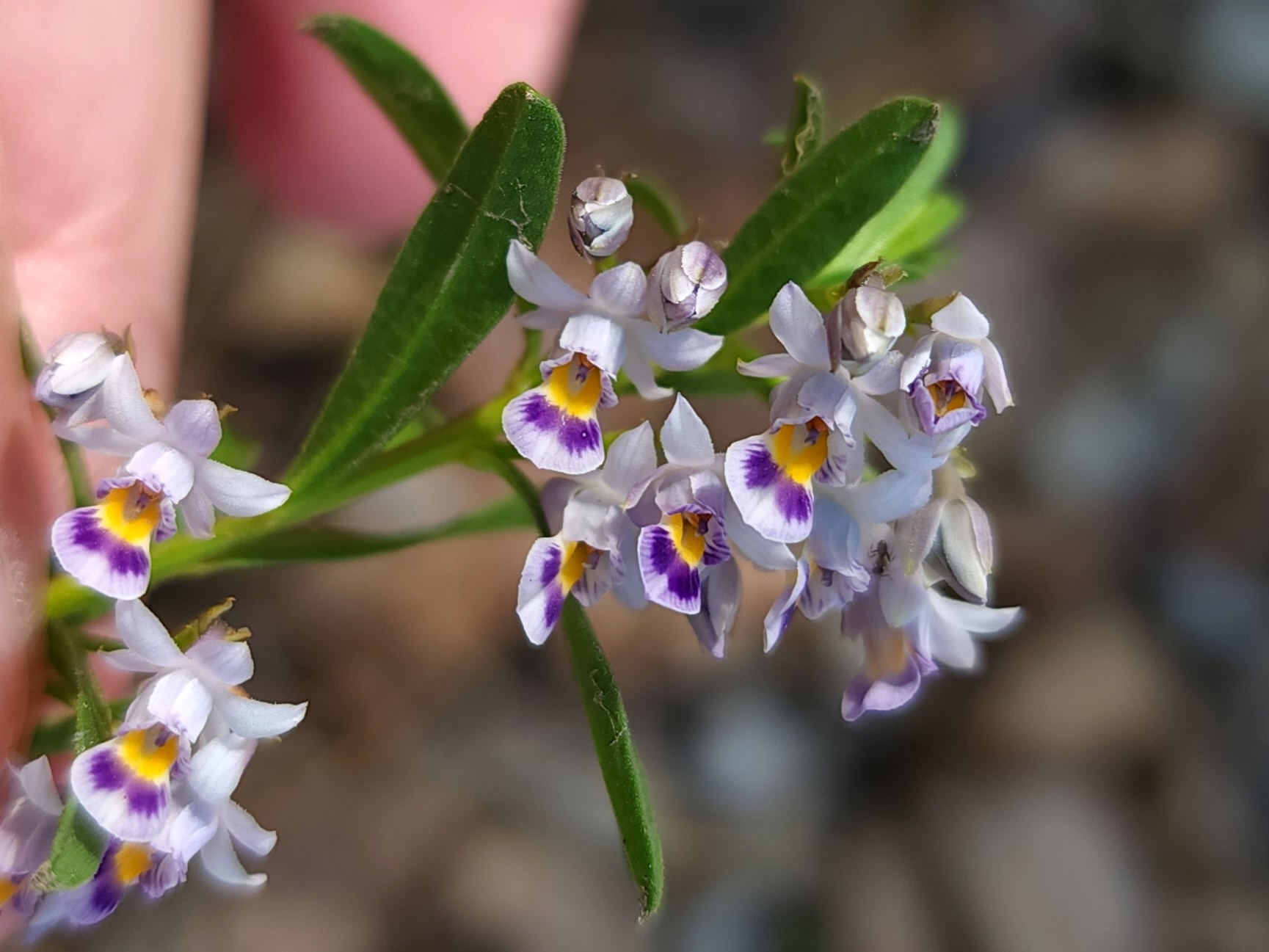 Pigea floribunda (Lindl.) Lindl.