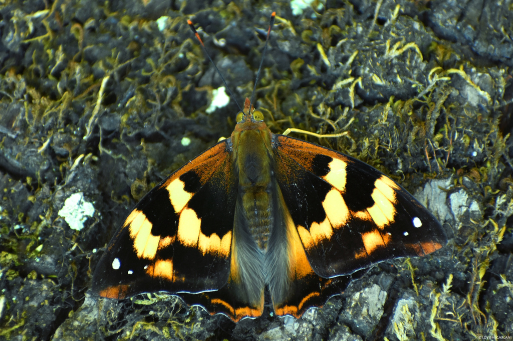 Golden Emperor from Chaurah, Chamba, HP, IN on May 31, 2022 at 10:57 AM ...