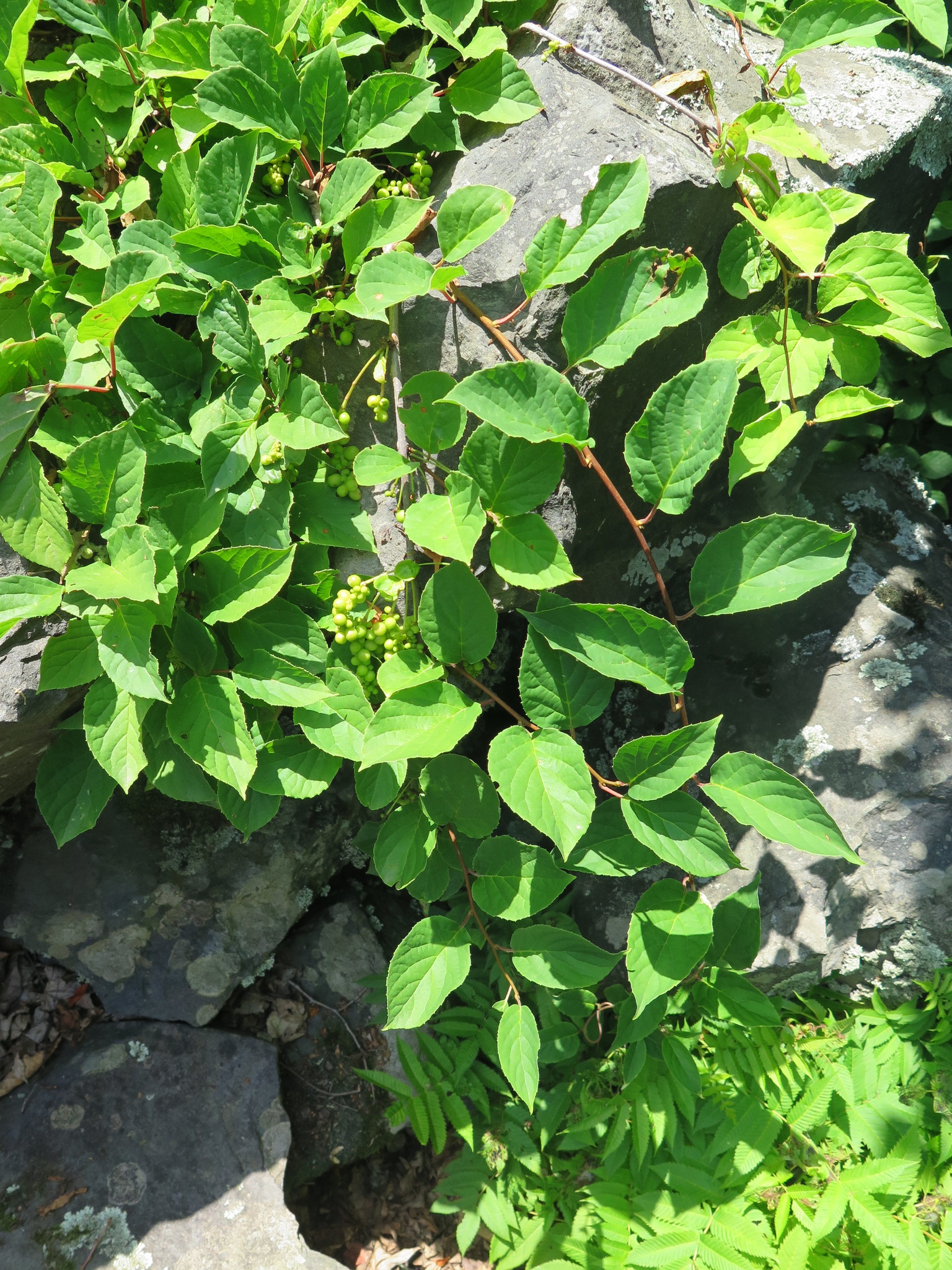 Schisandra chinensis (Turcz.) Baill.