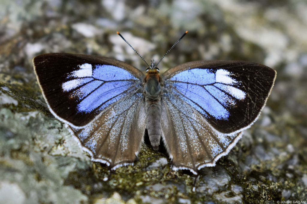 Silver Hairstreak from Chaurah, Chamba, HP, IN on May 31, 2022 at 10:55 ...