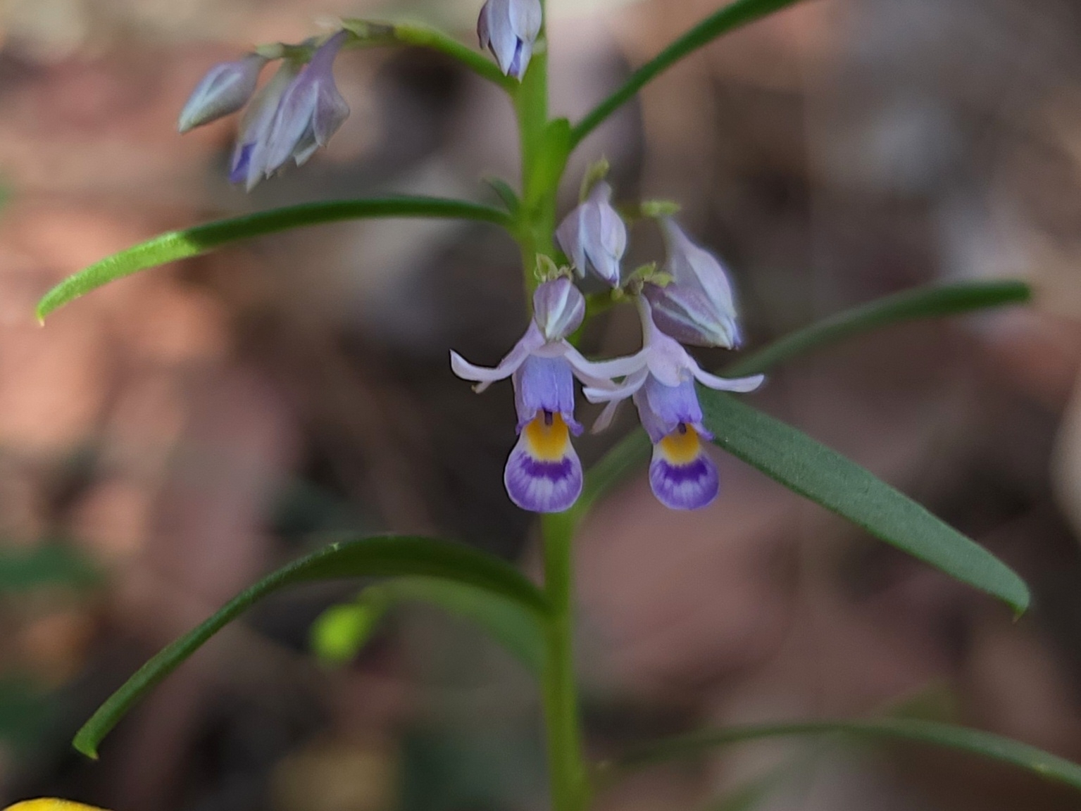 Pigea floribunda (Lindl.) Lindl.