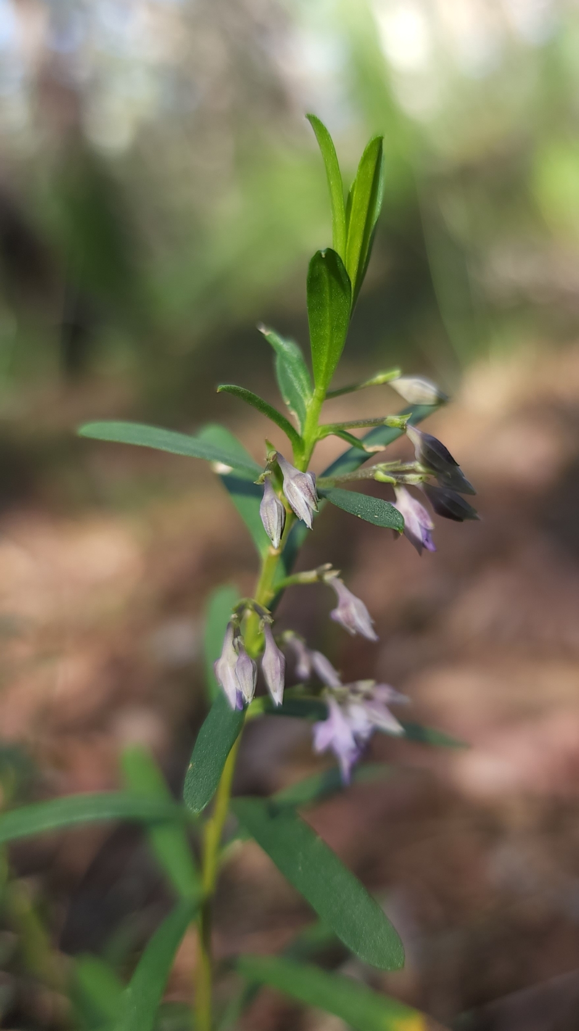 Pigea floribunda (Lindl.) Lindl.