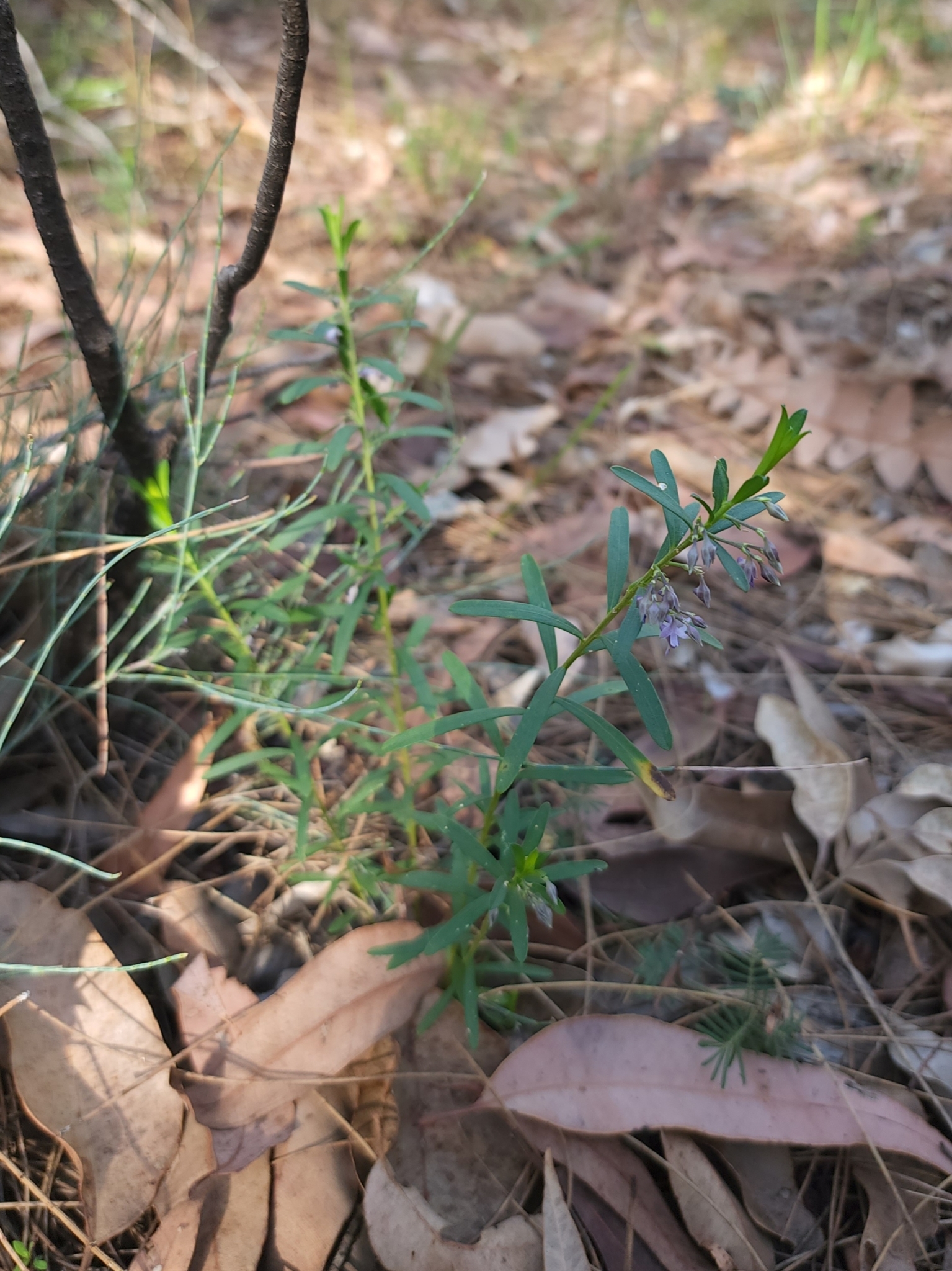 Pigea floribunda (Lindl.) Lindl.