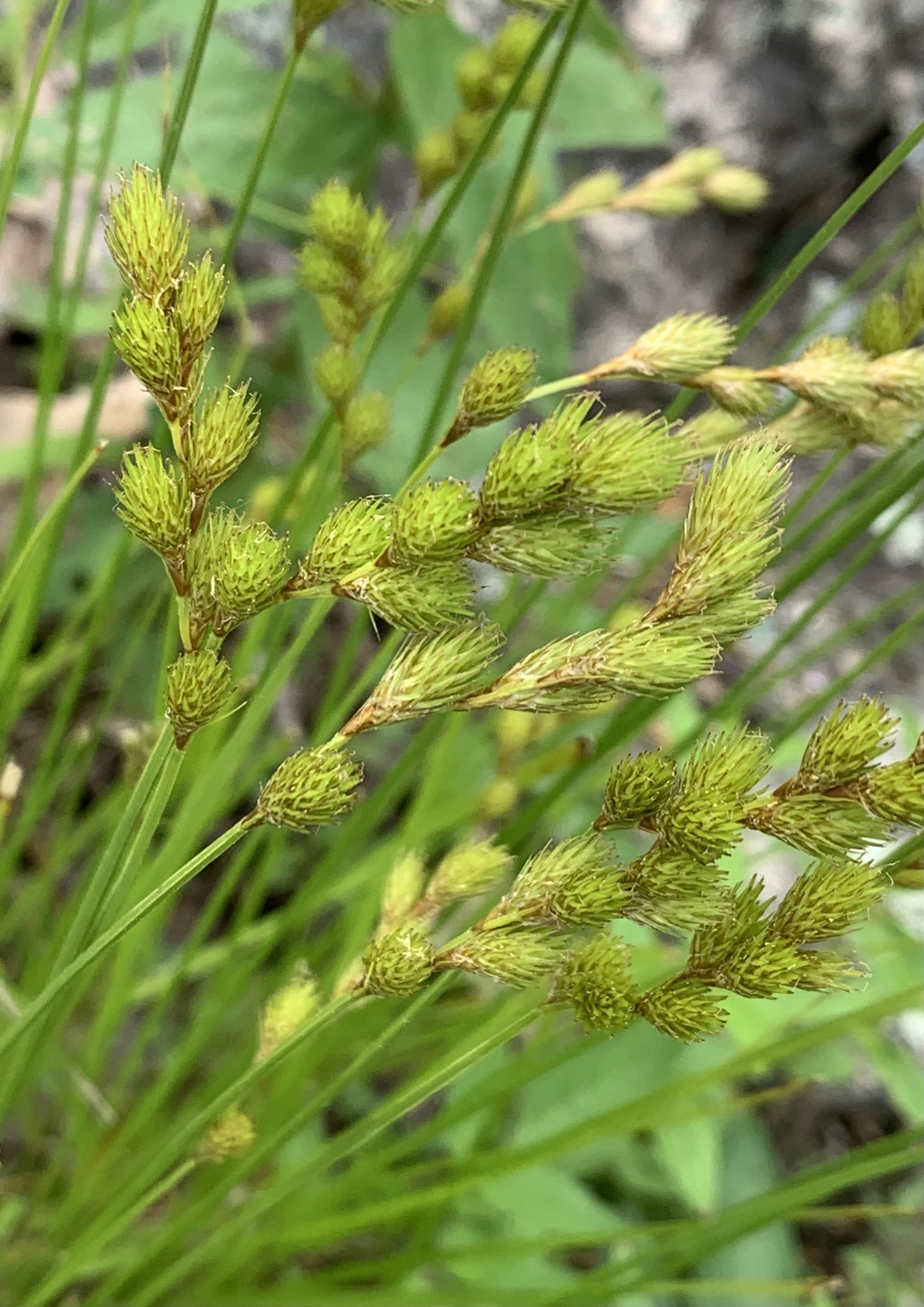 Carex scoparia Schkuhr ex Willd.