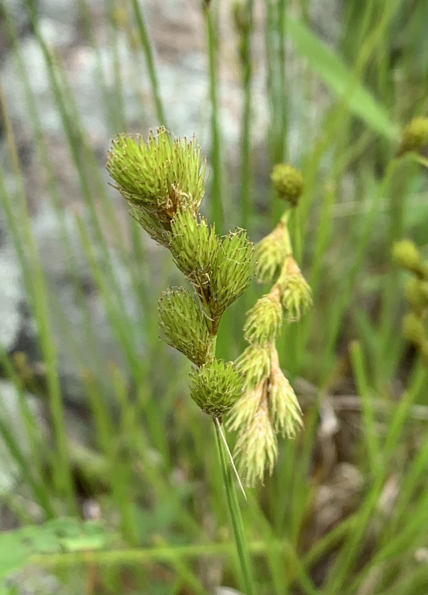 Carex scoparia Schkuhr ex Willd.