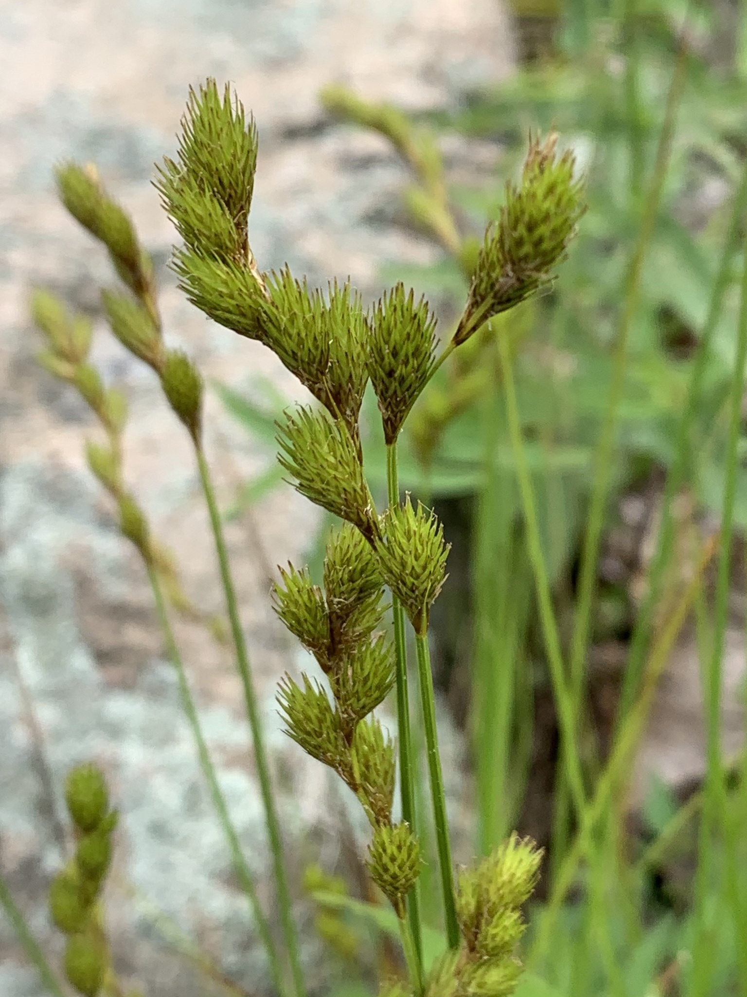 Carex scoparia Schkuhr ex Willd.