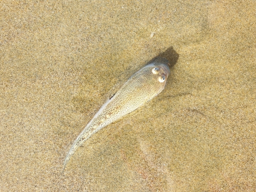 Sand stargazer (Crapatalus novaezelandiae) · iNaturalist