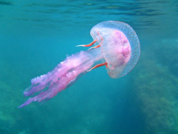 Mauve Stinger from Κεχριές on June 02, 2022 by Antony Pyrovolakis ...