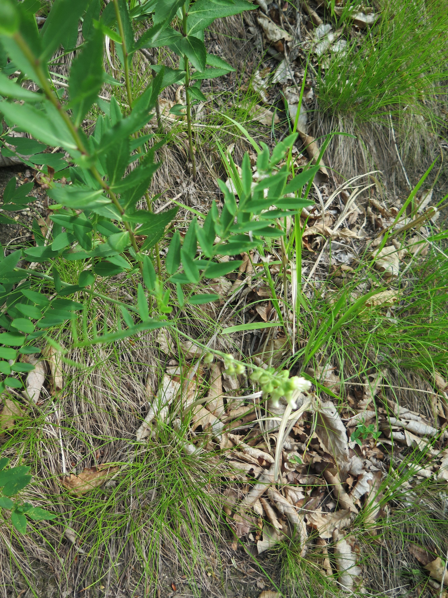 Sophora flavescens Aiton