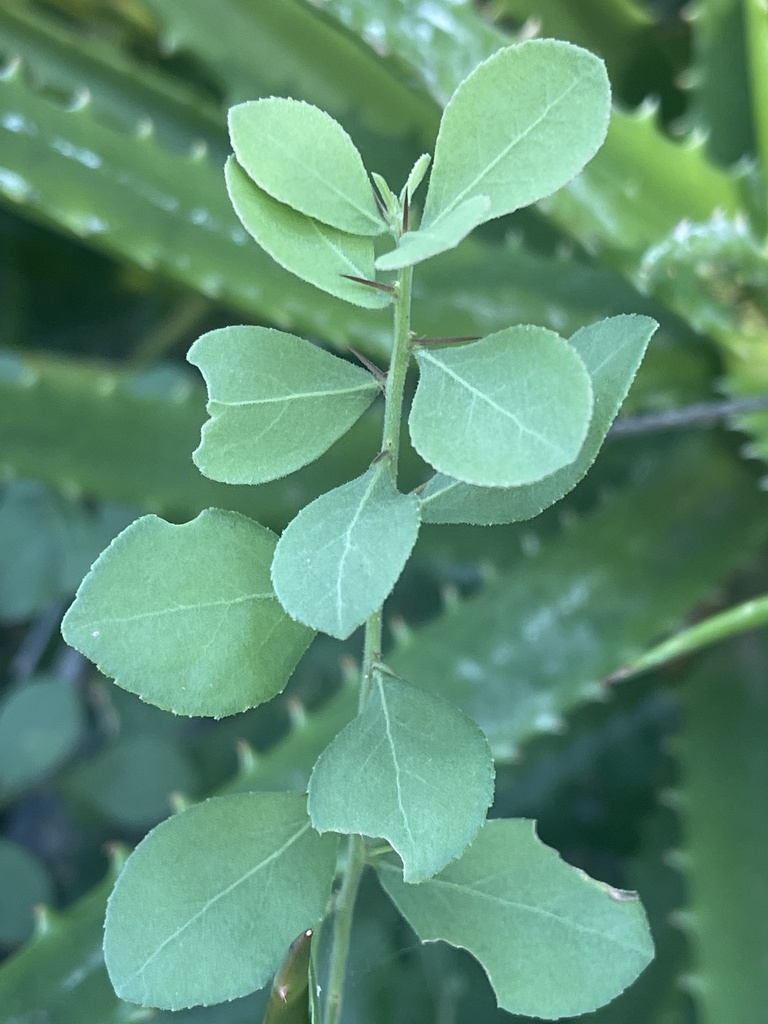 Common Spike-thorn from LP, ZA on May 24, 2022 at 01:21 PM by Troos van ...