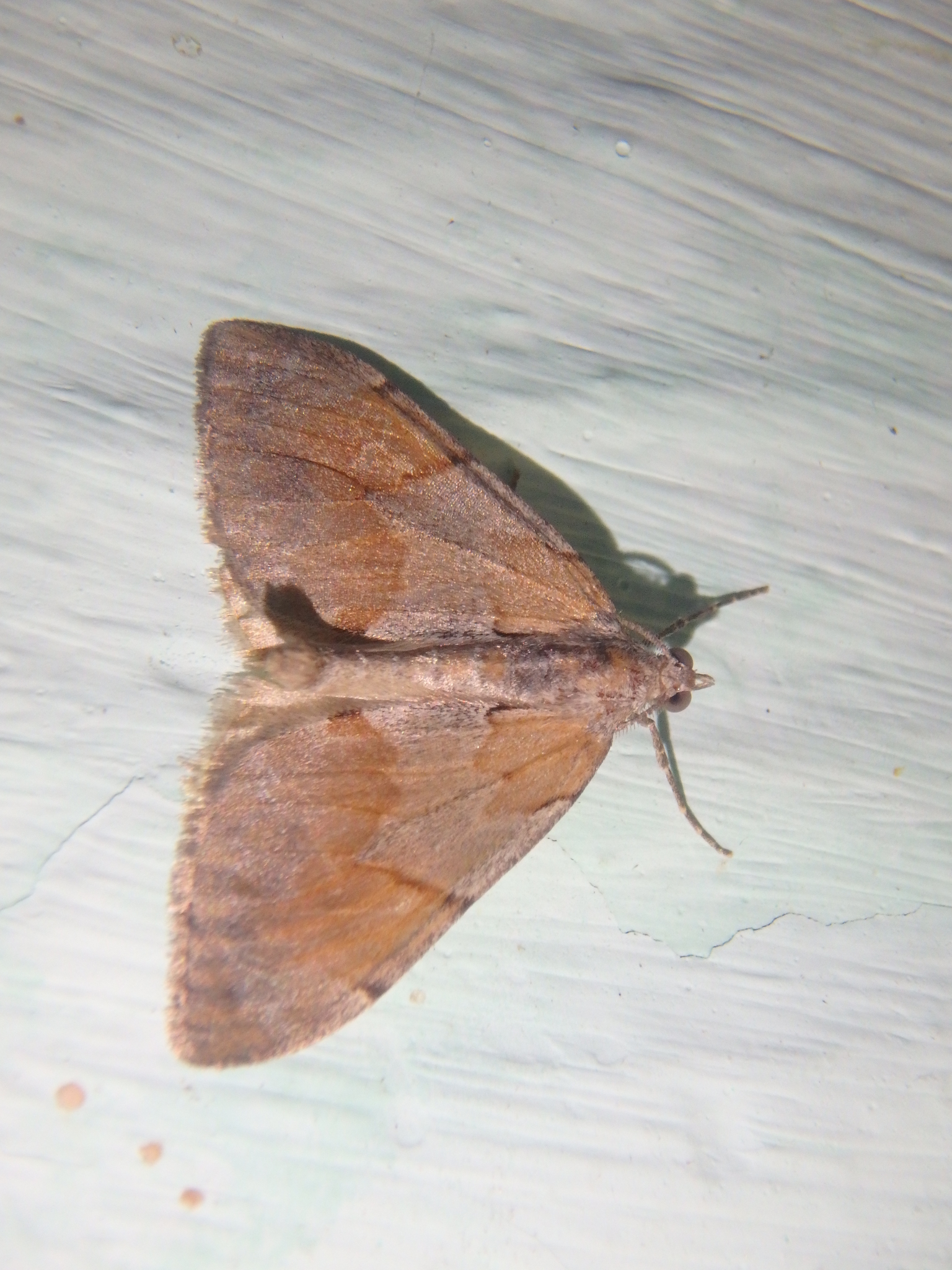 Pennithera firmata (Hübner)