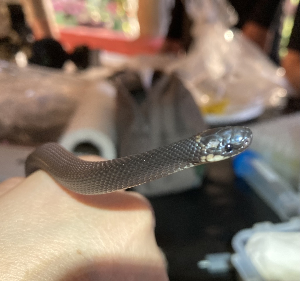 Hallowell's Coffee Snake from San Martin, Meta, CO on June 3, 2022 at ...