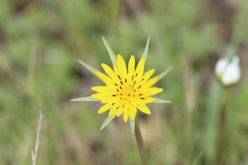 Salsifies from København S, 2300 København, Danmark on June 04, 2022 at ...