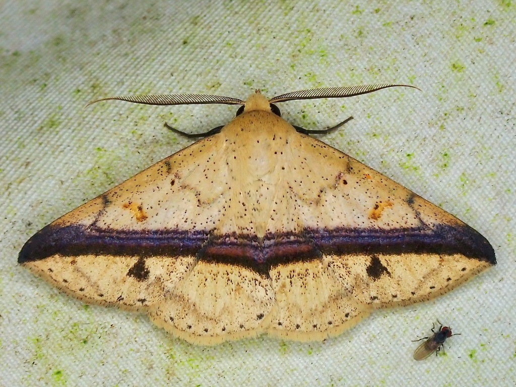 Ugia eugrapha from Sabah, Malaysia on May 23, 2022 at 11:47 PM by ...