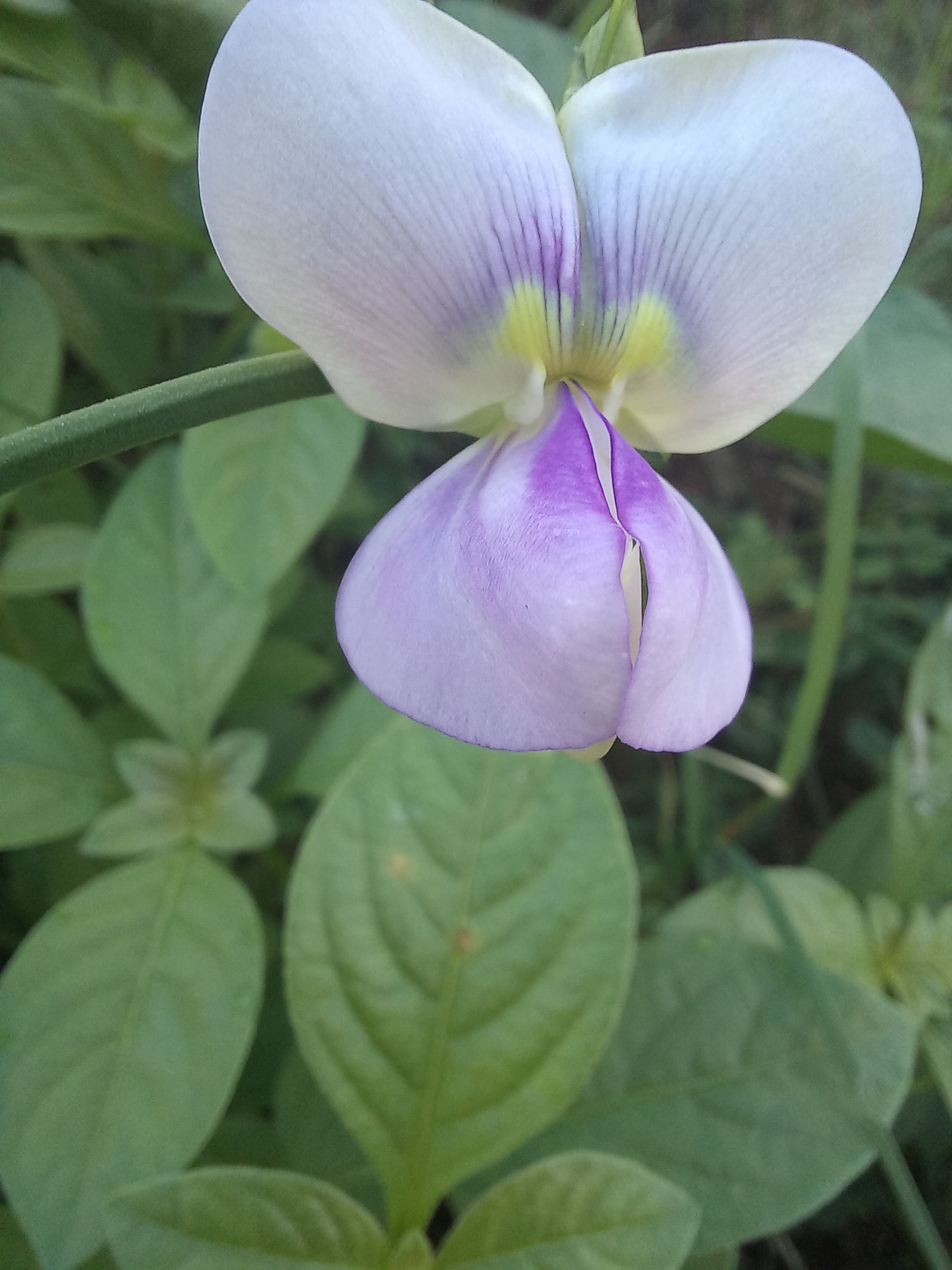 Vigna unguiculata (L.) Walp.