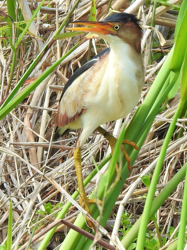 Least Bittern from Green Cay Nature Center & Wetlands, Boynton Beach ...