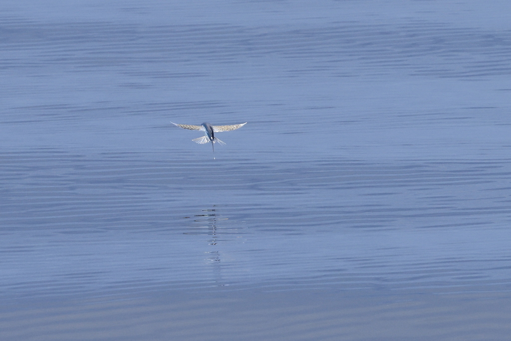 Yellow-wing Flyingfish on June 04, 2022 at 01:41 PM by Allen Lyu ...