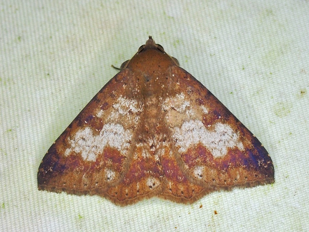 Ericeia from Sabah, Malaysia on May 23, 2022 at 11:49 PM by Albert Kang ...