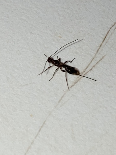 Spathius galinae · iNaturalist