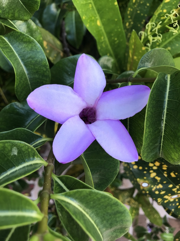 flowering plants from Main Island, Bermuda, BM on May 30, 2022 at 06:03 ...