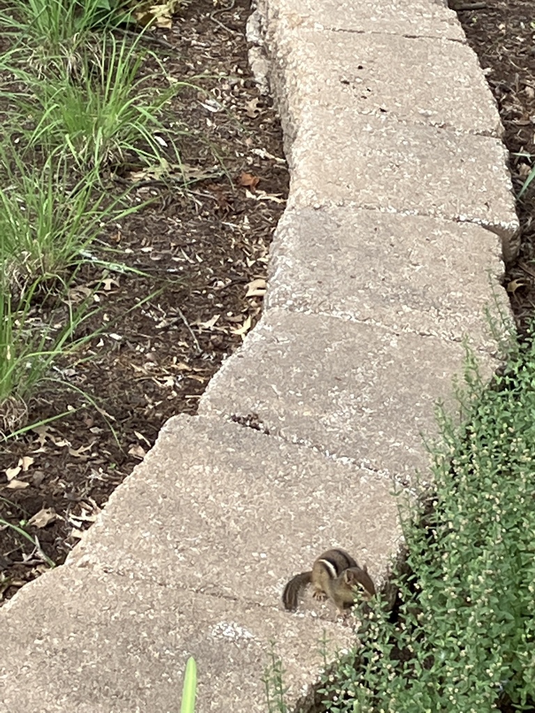 Eastern Chipmunk from Walsh St, St. Louis, MO, US on June 4, 2022 at 07 ...