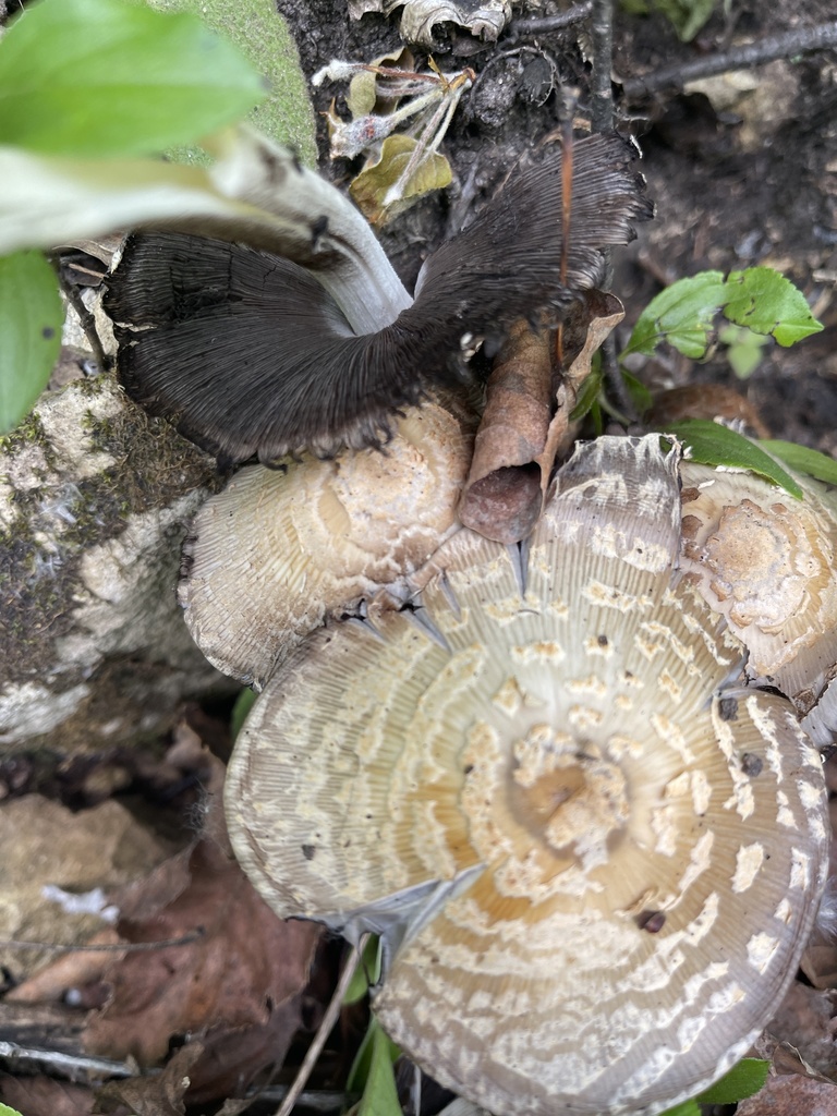 scaly ink cap from Frontenac State Park, Frontenac, MN, US on June 4 ...