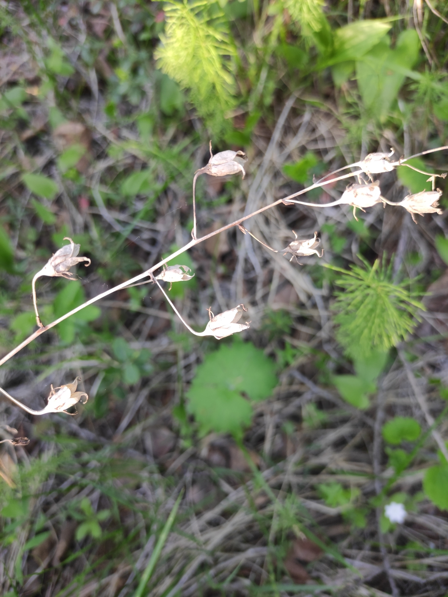Anticlea sibirica (L.) Kunth